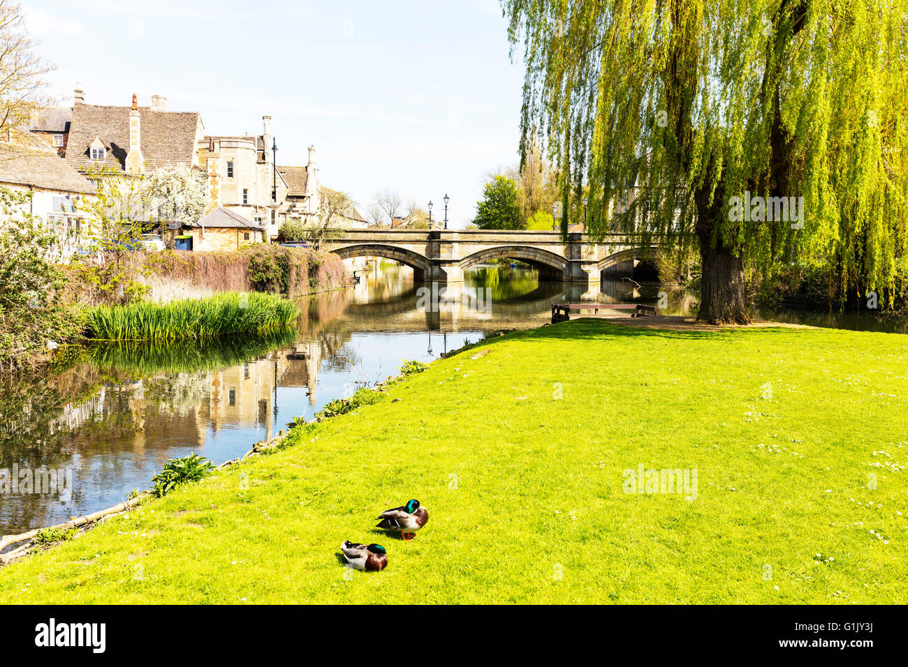 Stamford Lincolnshire UK town river welland bridge weeping willow tree ...