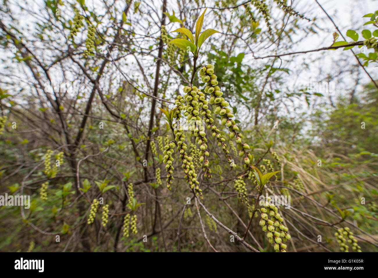 Catkin Plant Stock Photos & Catkin Plant Stock Images - Alamy