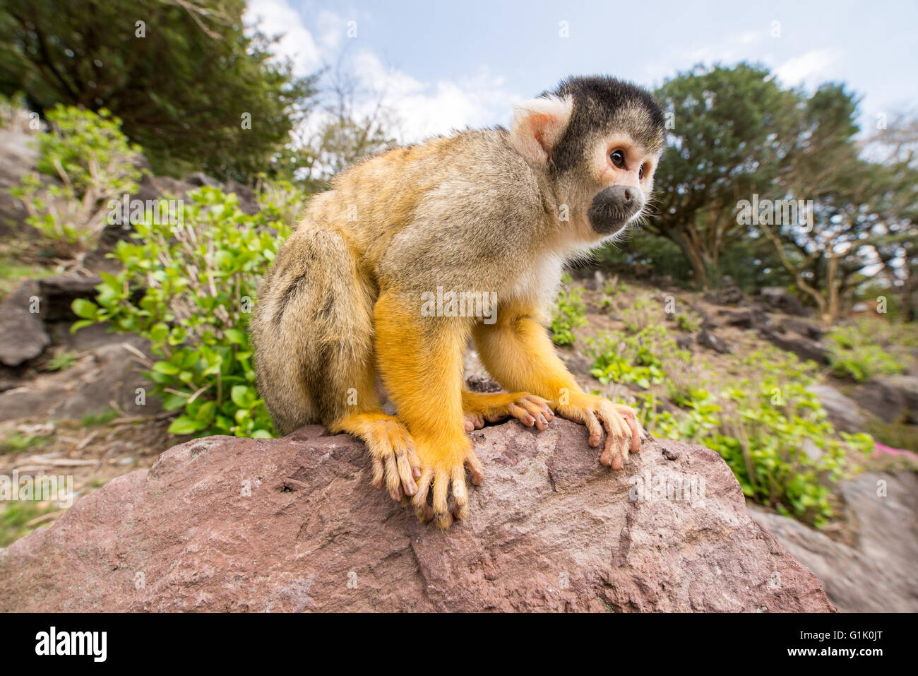 Close up of a spider monkey at zoo Stock Photo - Alamy