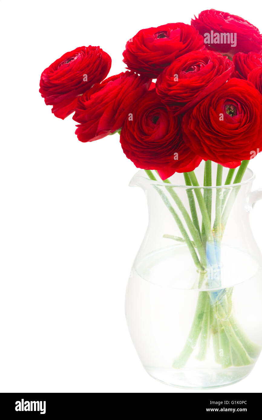 red ranunculus flowers Stock Photo - Alamy