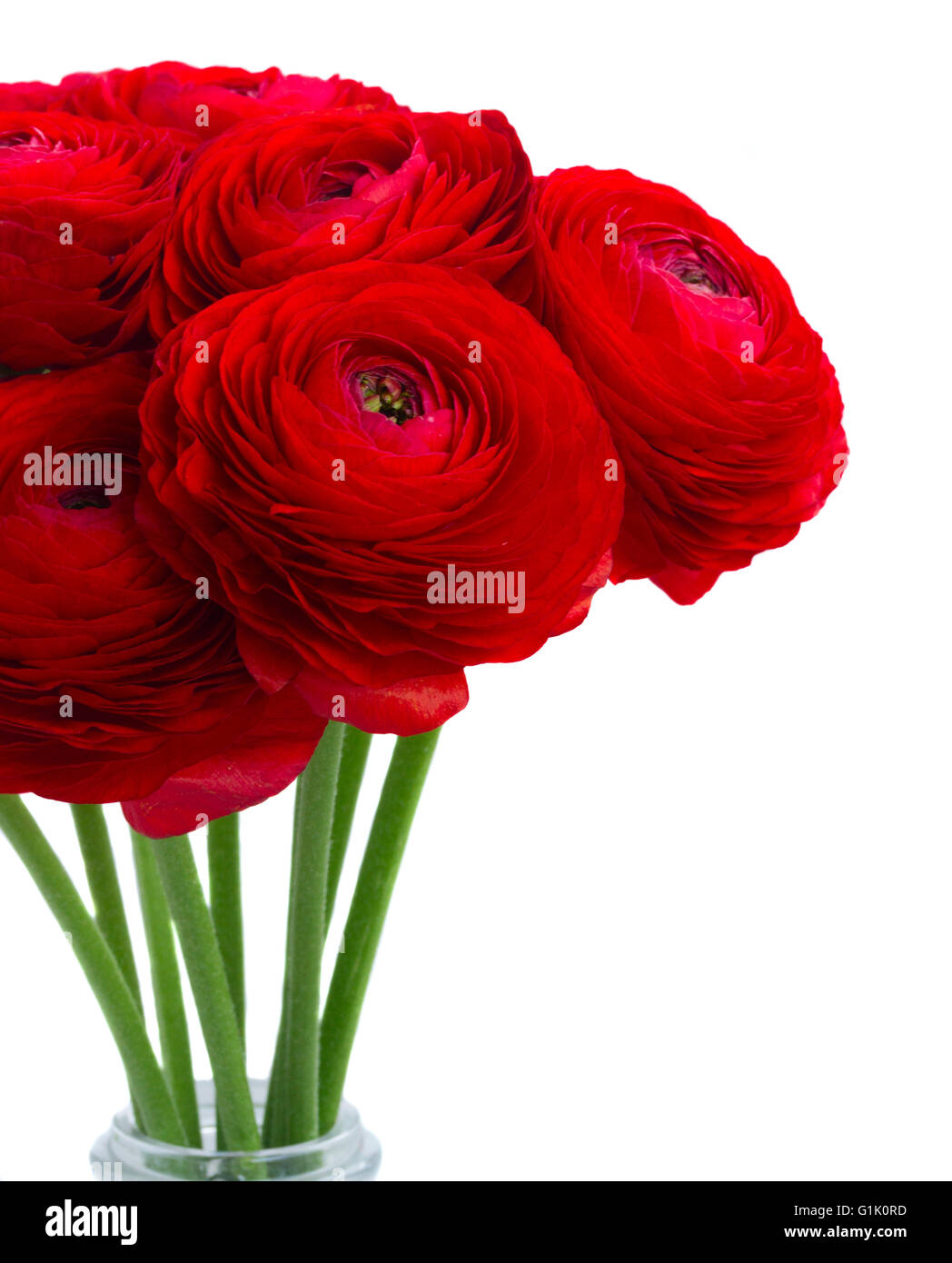 red ranunculus flowers Stock Photo - Alamy
