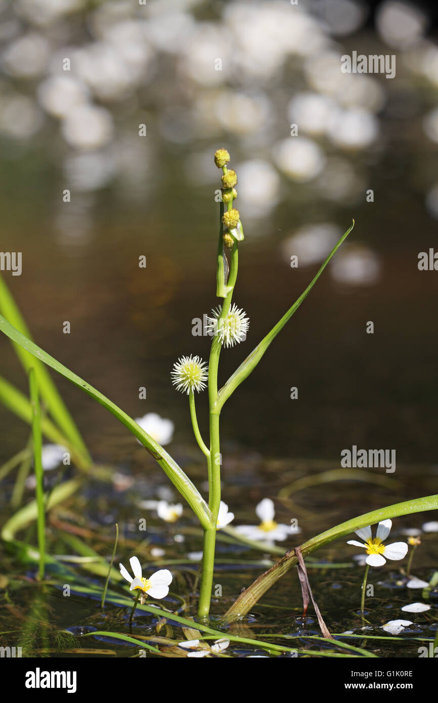 Unbranched bur-reed Sparganium emersum New Forest National Park ...