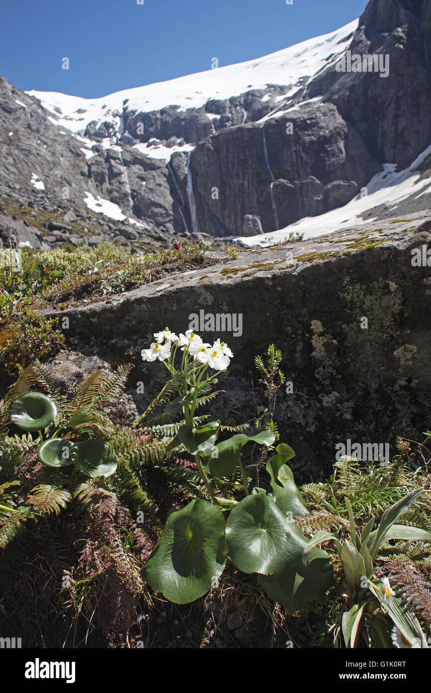 Great mountain buttercup Ranunculus lyallii Hooker Valley Trail New ...