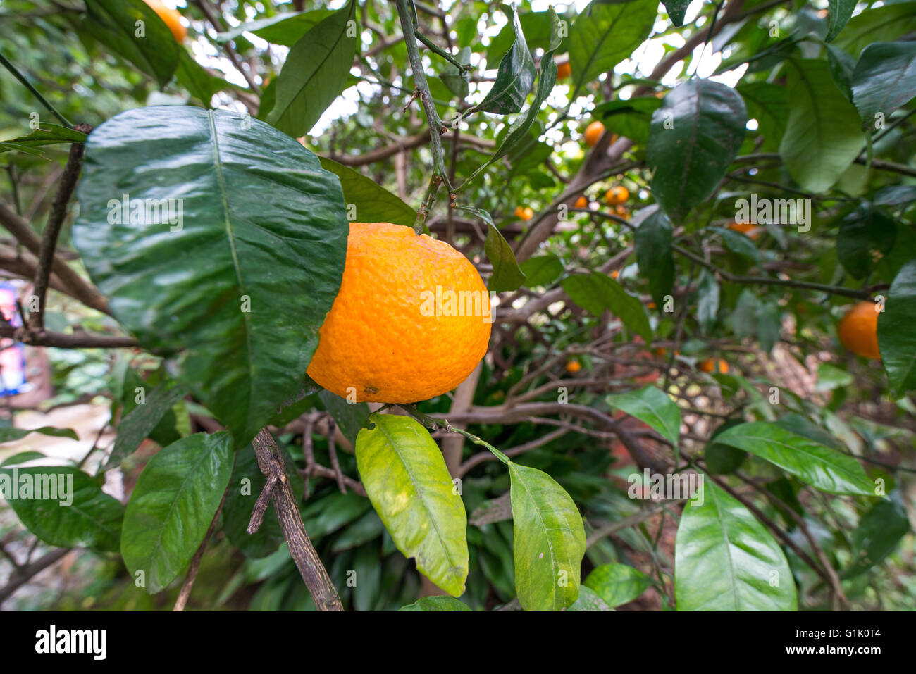 Orange fruit tree hi-res stock photography and images - Alamy
