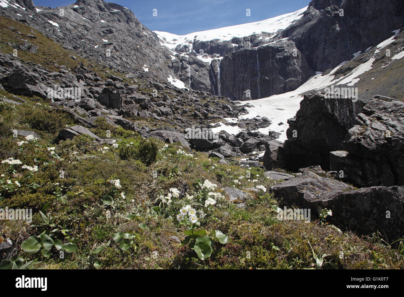 New zealand mountain buttercup hi-res stock photography and images - Alamy