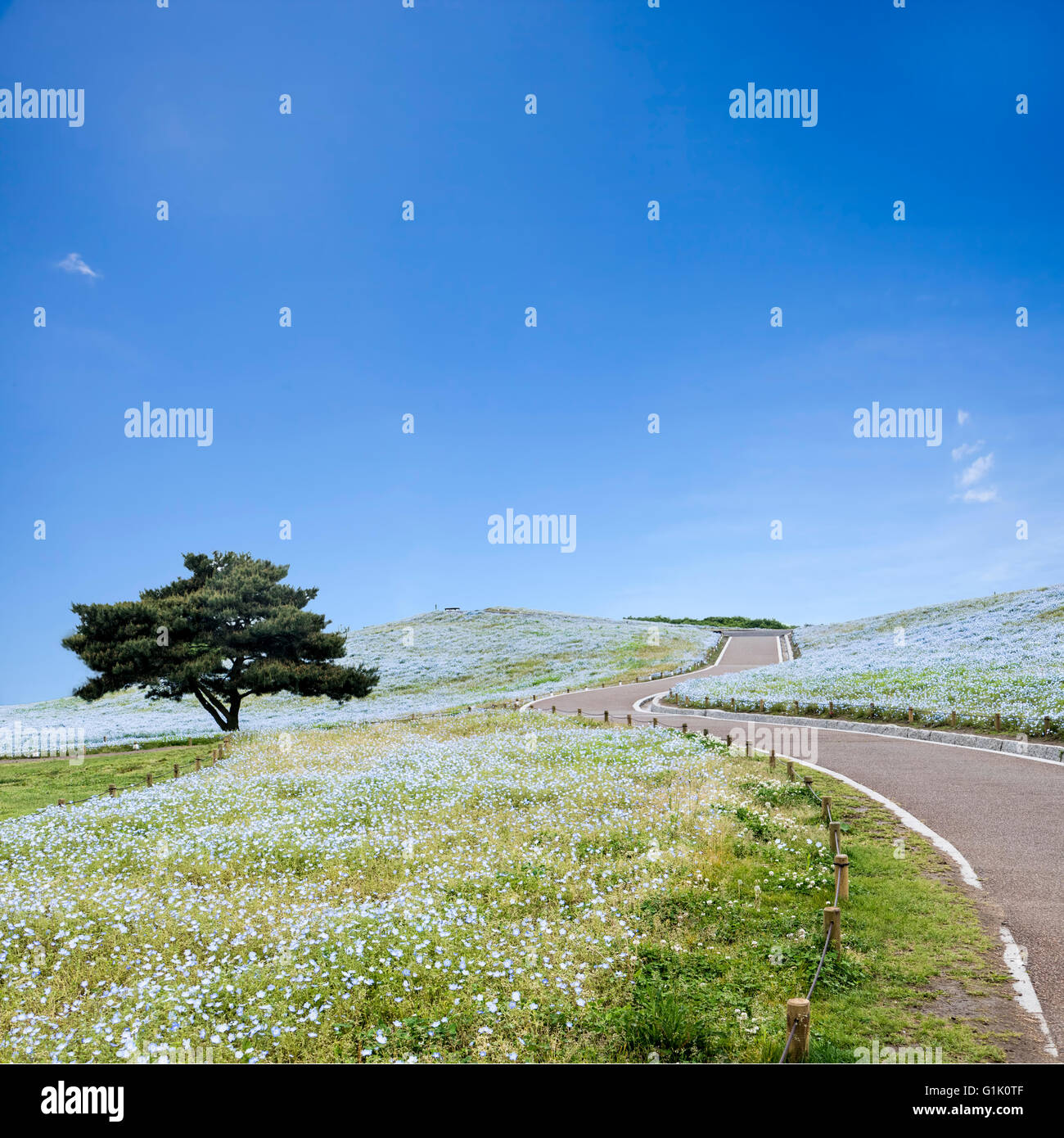 The imageing of Mountain, Tree and Nemophila at Hitachi Seaside Park in ...