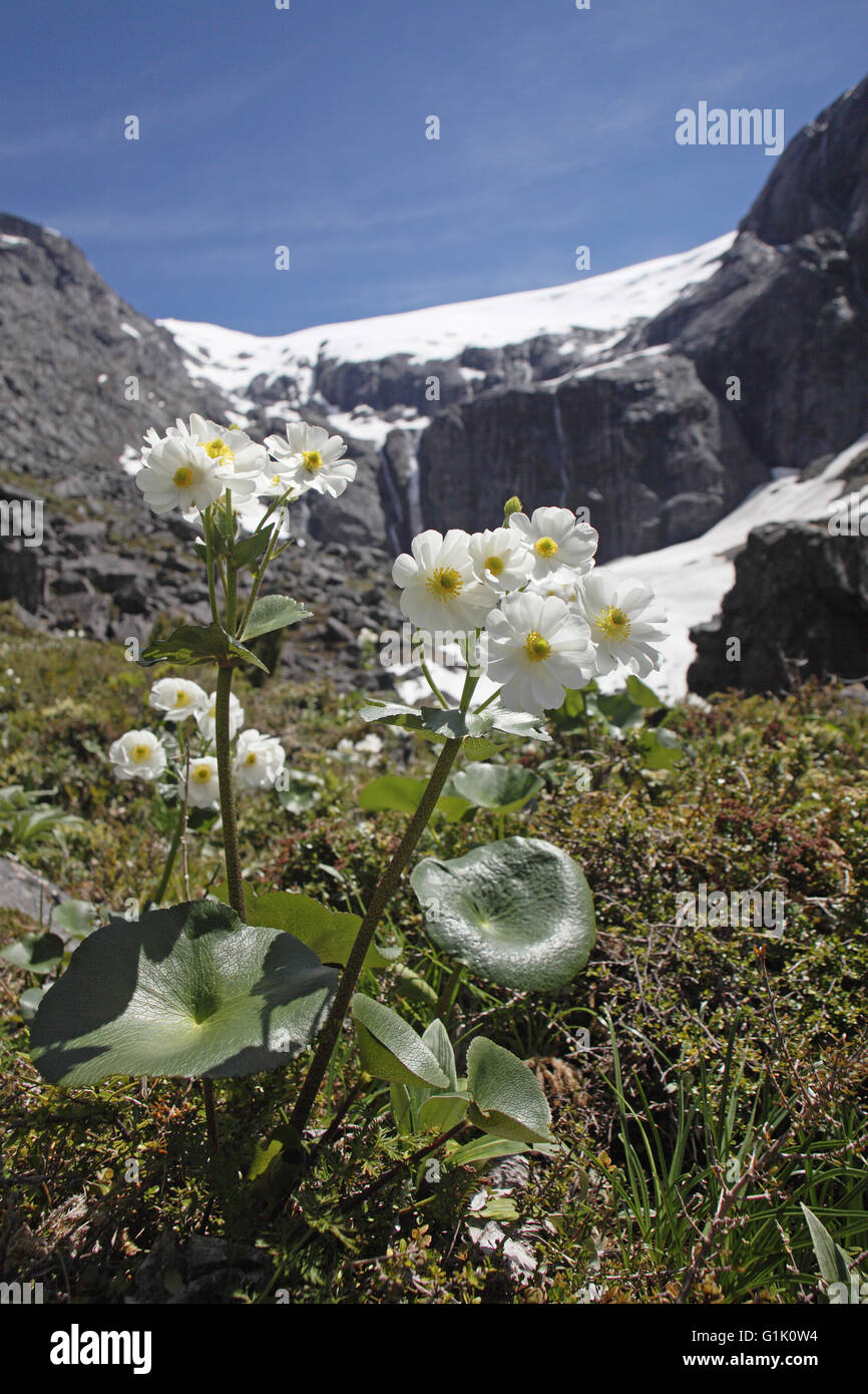 New zealand mountain buttercup hi-res stock photography and images - Alamy
