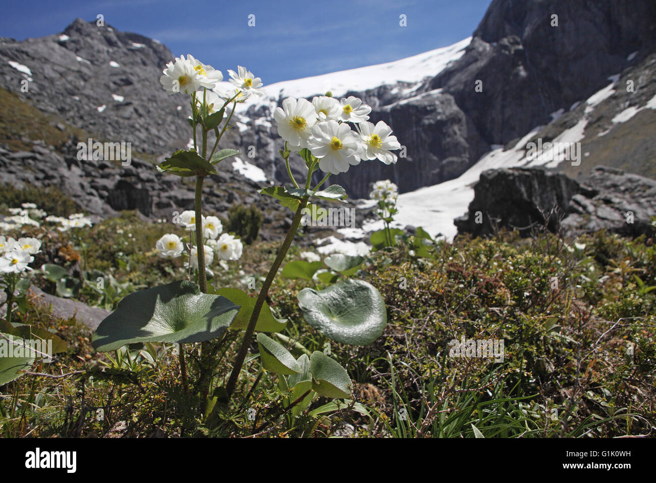 Great mountain buttercup Ranunculus lyallii Hooker Valley Trail New ...