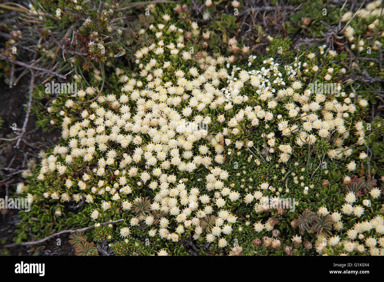 Christmas bush Baccaris magellanica Falkland Islands Stock Photo - Alamy