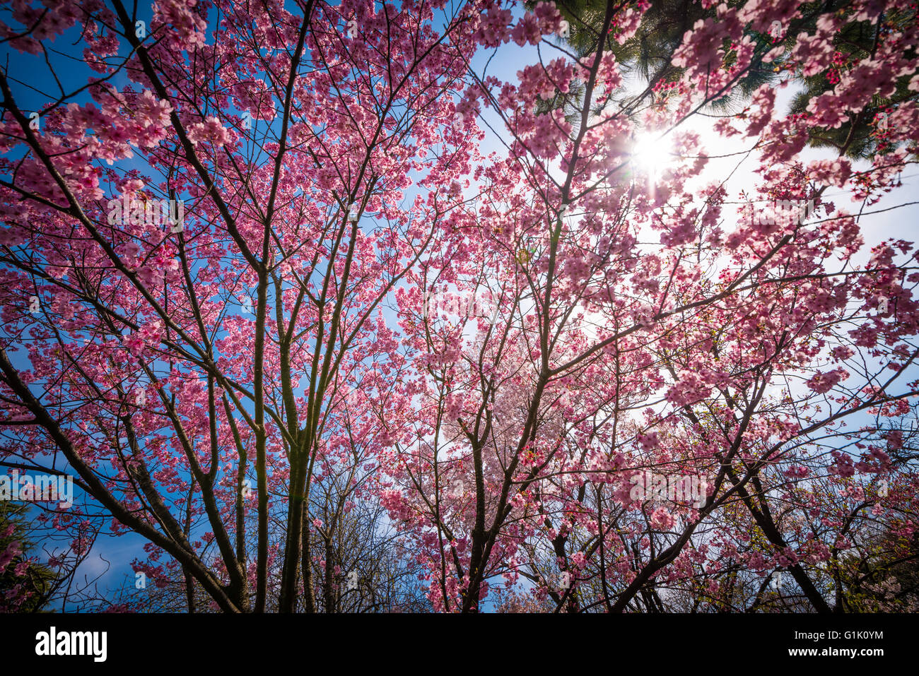 Pink and white colored cherry blossoms on tree Stock Photo - Alamy
