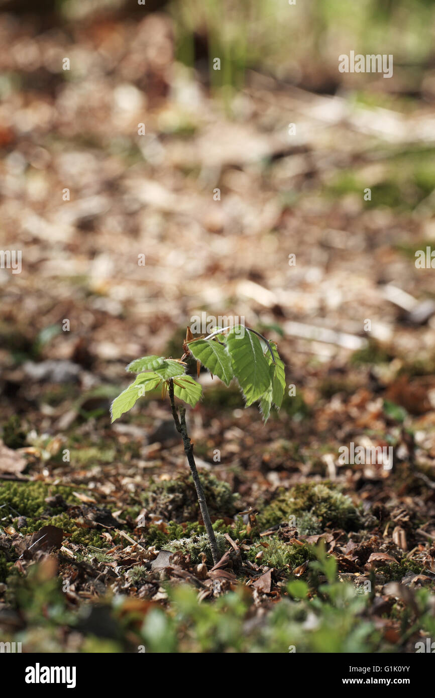 Seedling of beech Fagus sylvatica New Forest National Park Hampshire ...