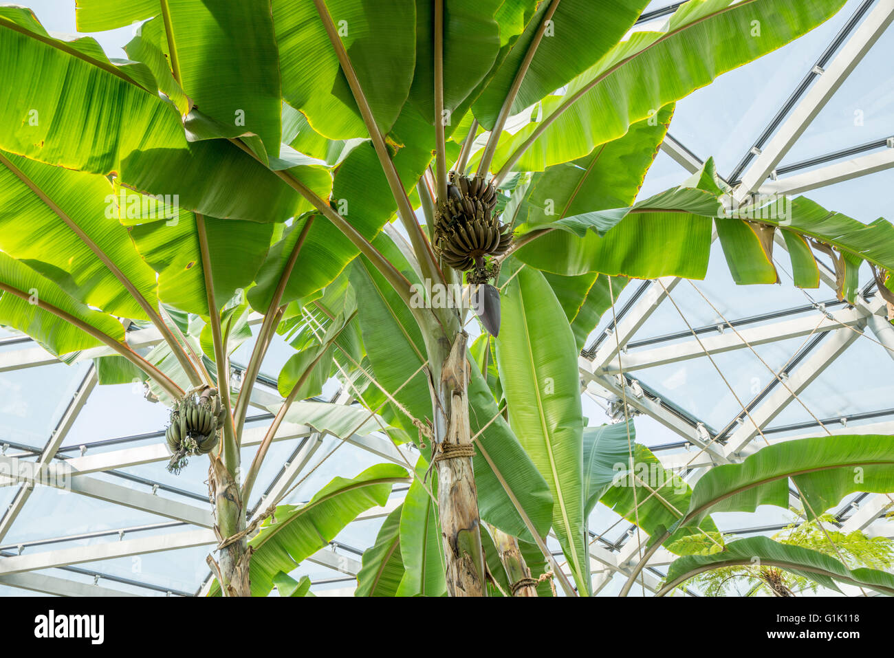 tall banana trees under a glass roof Stock Photo - Alamy
