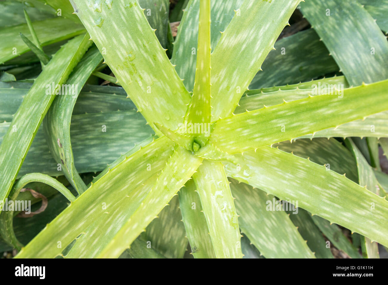 Above view of the open leaves of an Aloe plant Stock Photo - Alamy