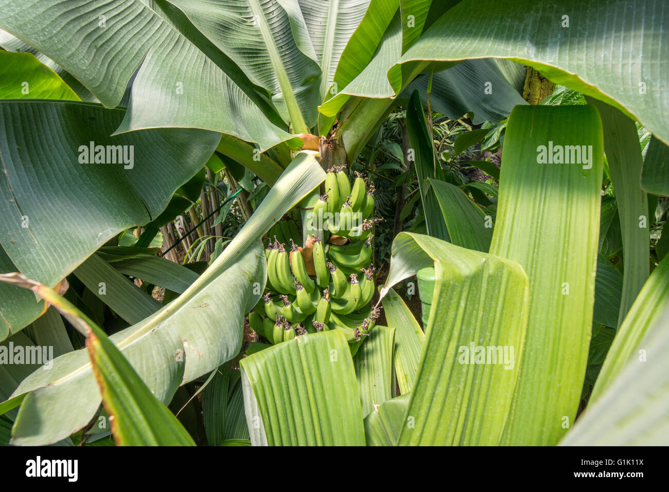 tall banana trees under a glass roof Stock Photo - Alamy