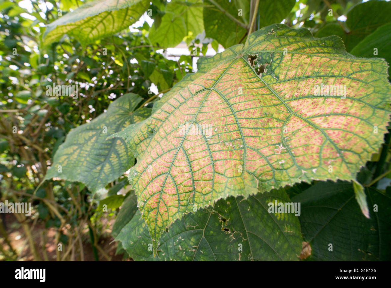 Canopy coverage hi-res stock photography and images - Alamy