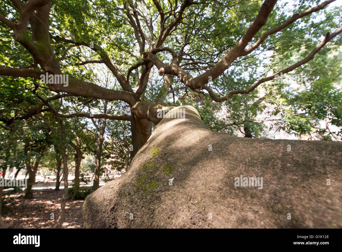 Trees in park Stock Photo - Alamy