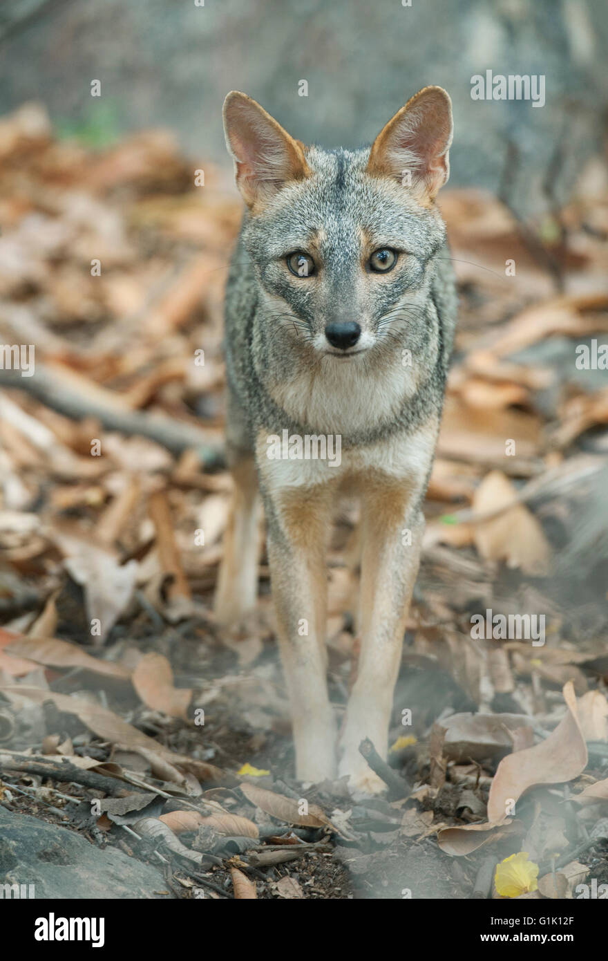 Sechuran Fox (Lycalopex sechurae) Wild, Chaparri Reserve, Lambayeque ...