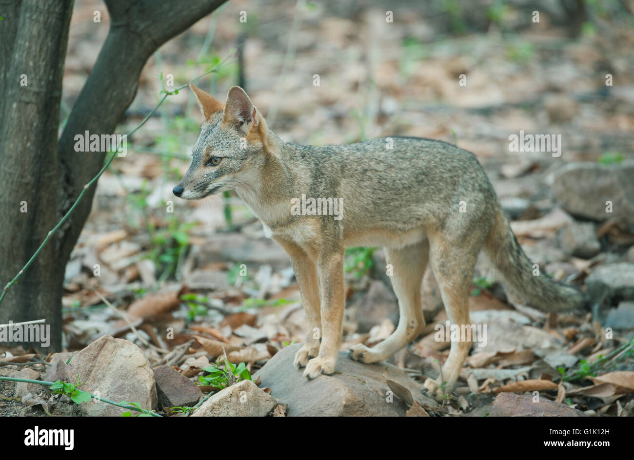 Sechuran Fox (Lycalopex sechurae) Wild, Chaparri Reserve, Lambayeque ...