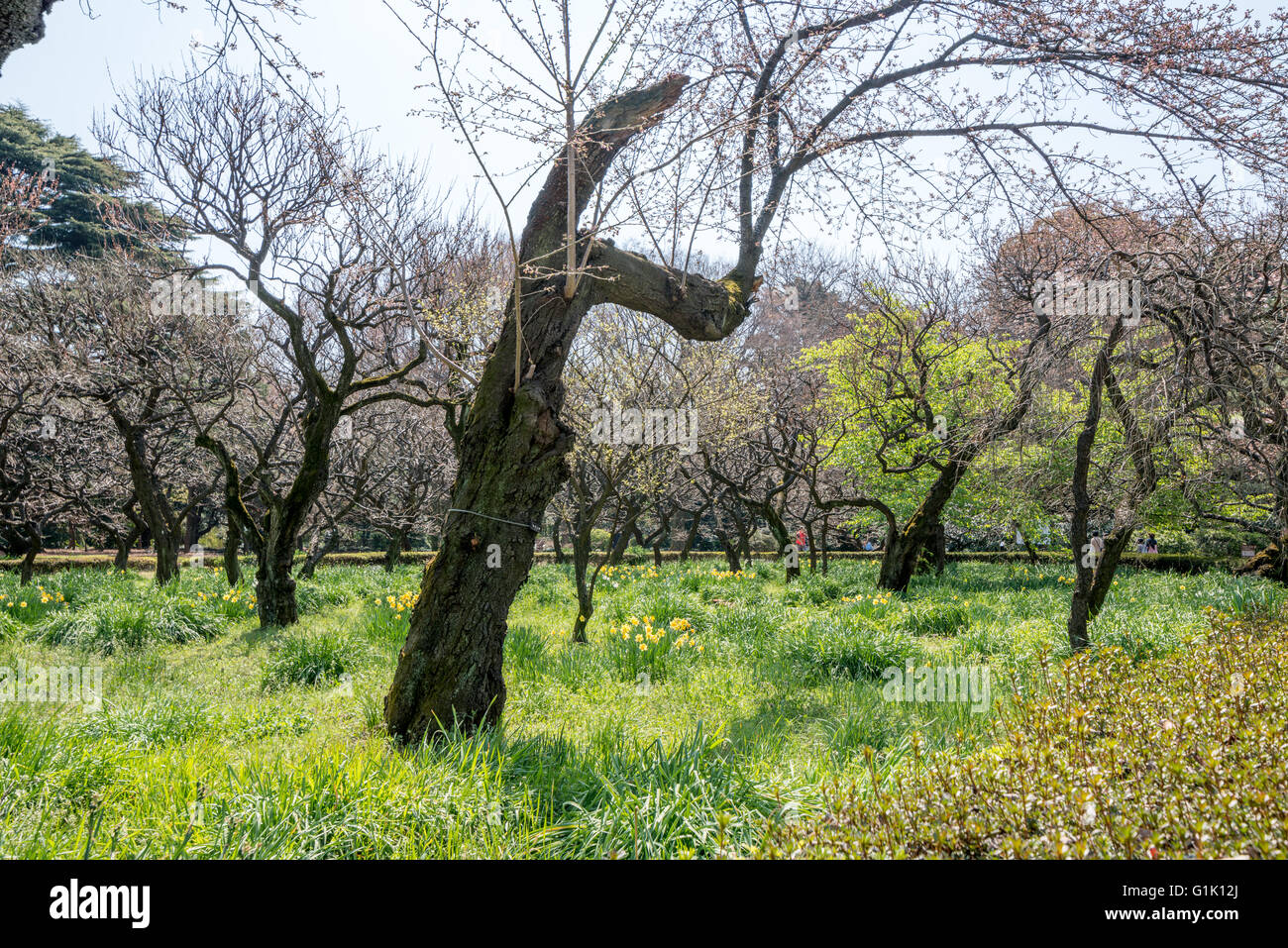 Trees in park Stock Photo - Alamy