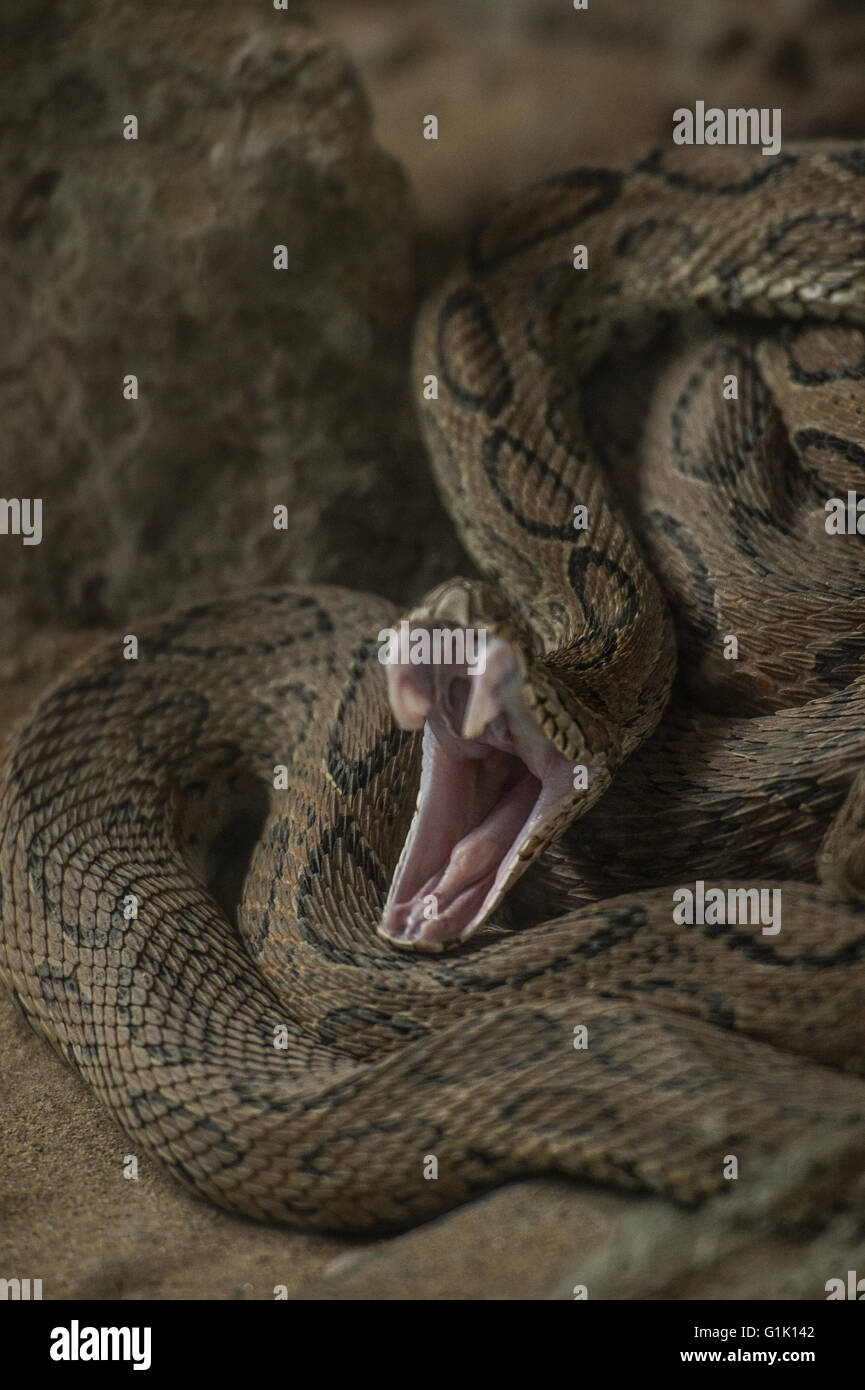 Russel's vipera, Daboia russelli, Viperidae, Asia Stock Photo - Alamy