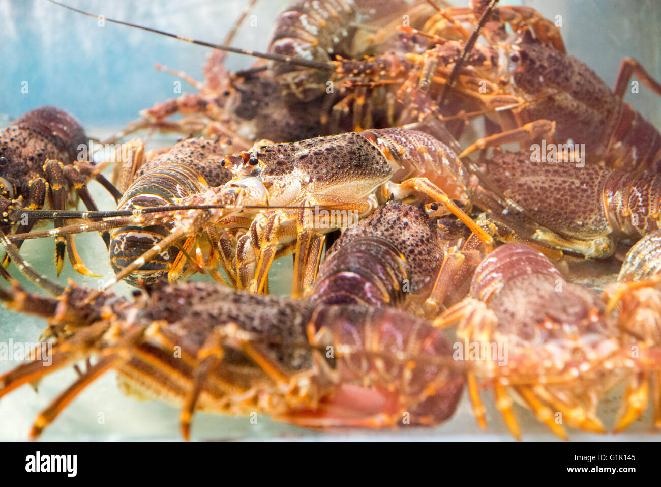 Chinese food lobster hi-res stock photography and images - Alamy