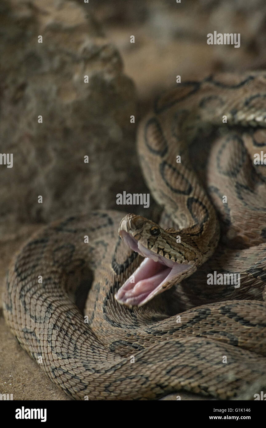 Russelli hi-res stock photography and images - Alamy