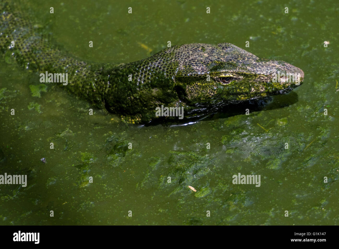 Horizontal monitor lizard reptile hi-res stock photography and images ...