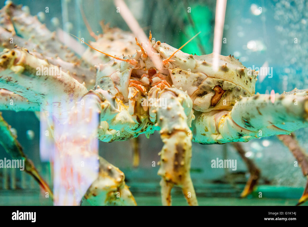Crustacean shell hi-res stock photography and images - Alamy