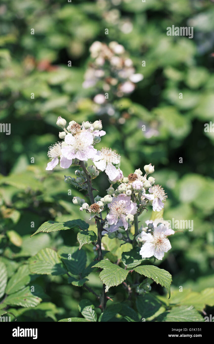 Bramble Rubus fruticosus flowers Stock Photo - Alamy