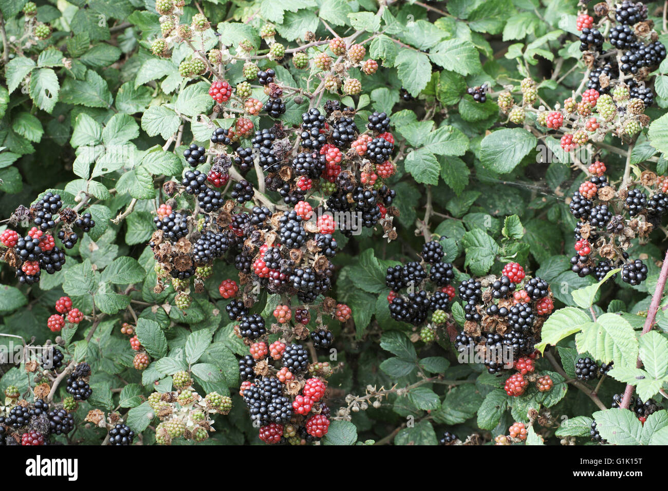 Bramble berries hi-res stock photography and images - Alamy