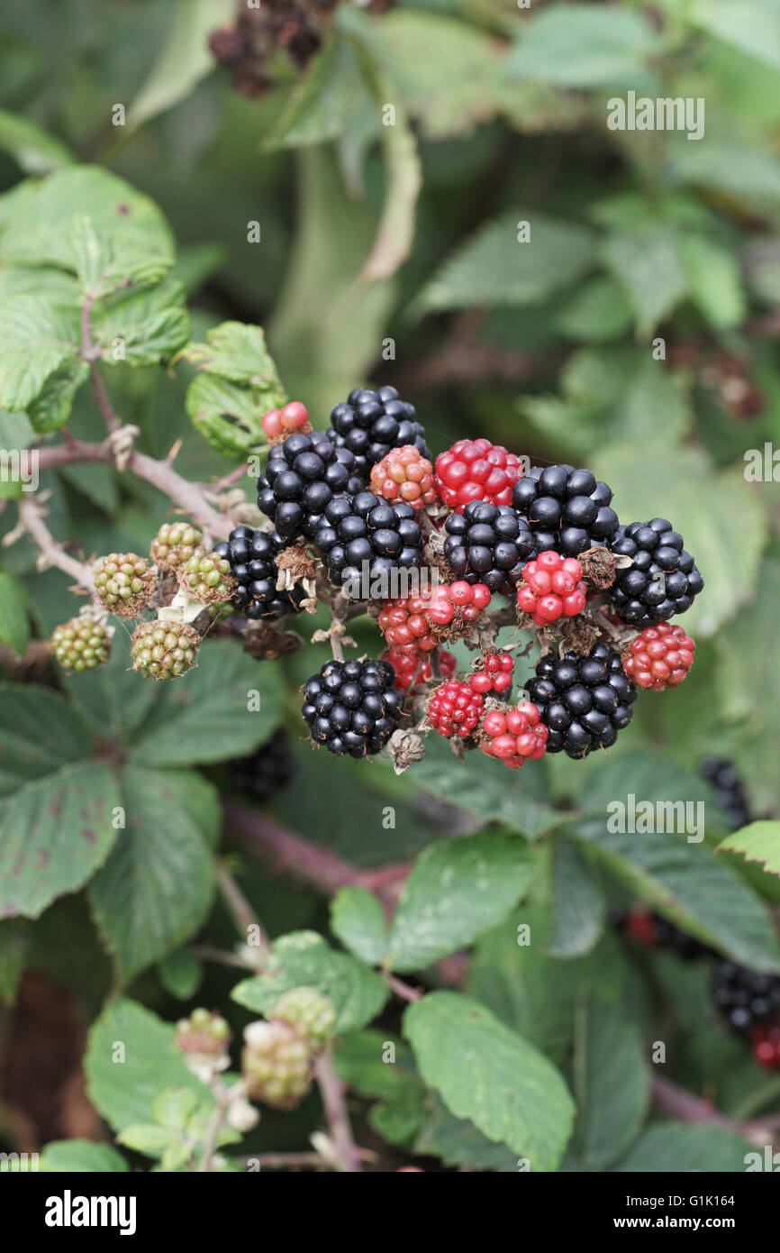 Bramble berries hi-res stock photography and images - Alamy