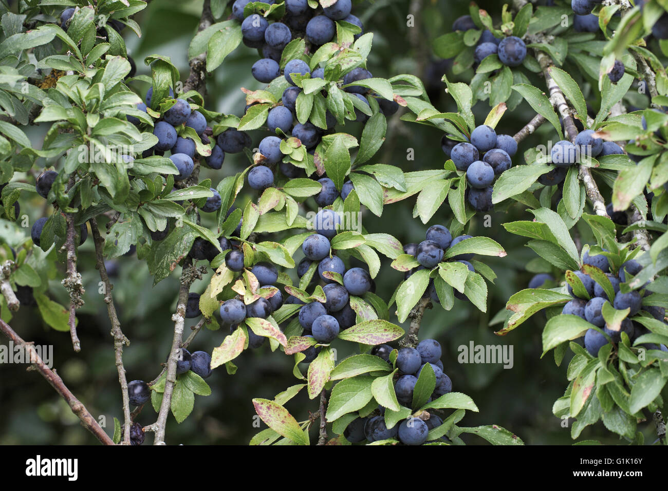 Prunus spinosa fruit hi-res stock photography and images - Alamy