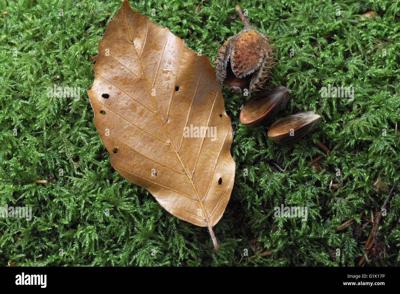 Beech leaves and nut hi-res stock photography and images - Alamy