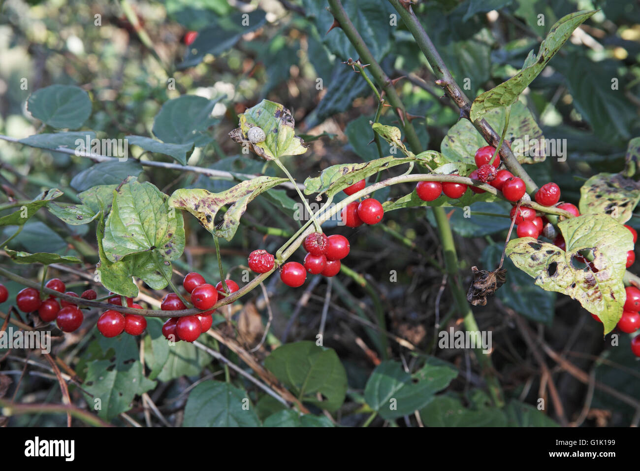 Black bryony Tamus communis Stock Photo - Alamy