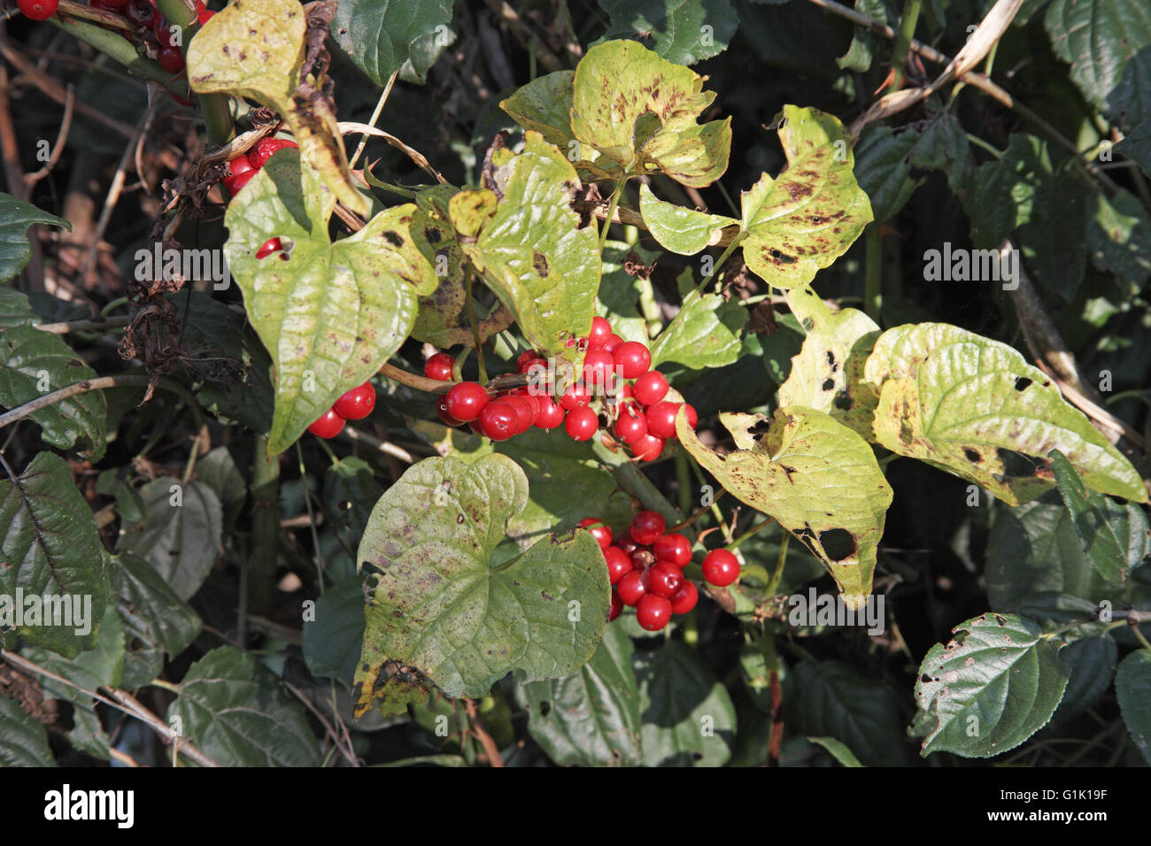 Black bryony Tamus communis Stock Photo - Alamy