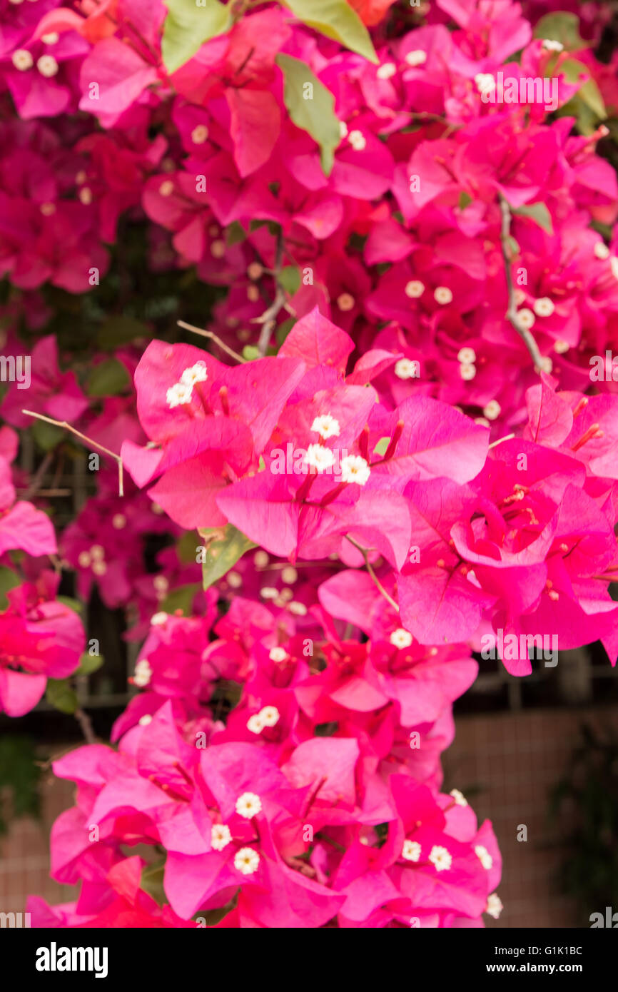 Asian petals hi-res stock photography and images - Alamy