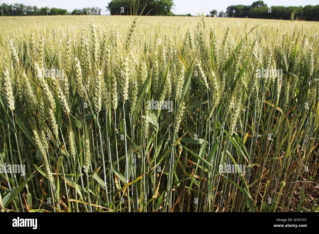 Field of barley Stock Photo - Alamy