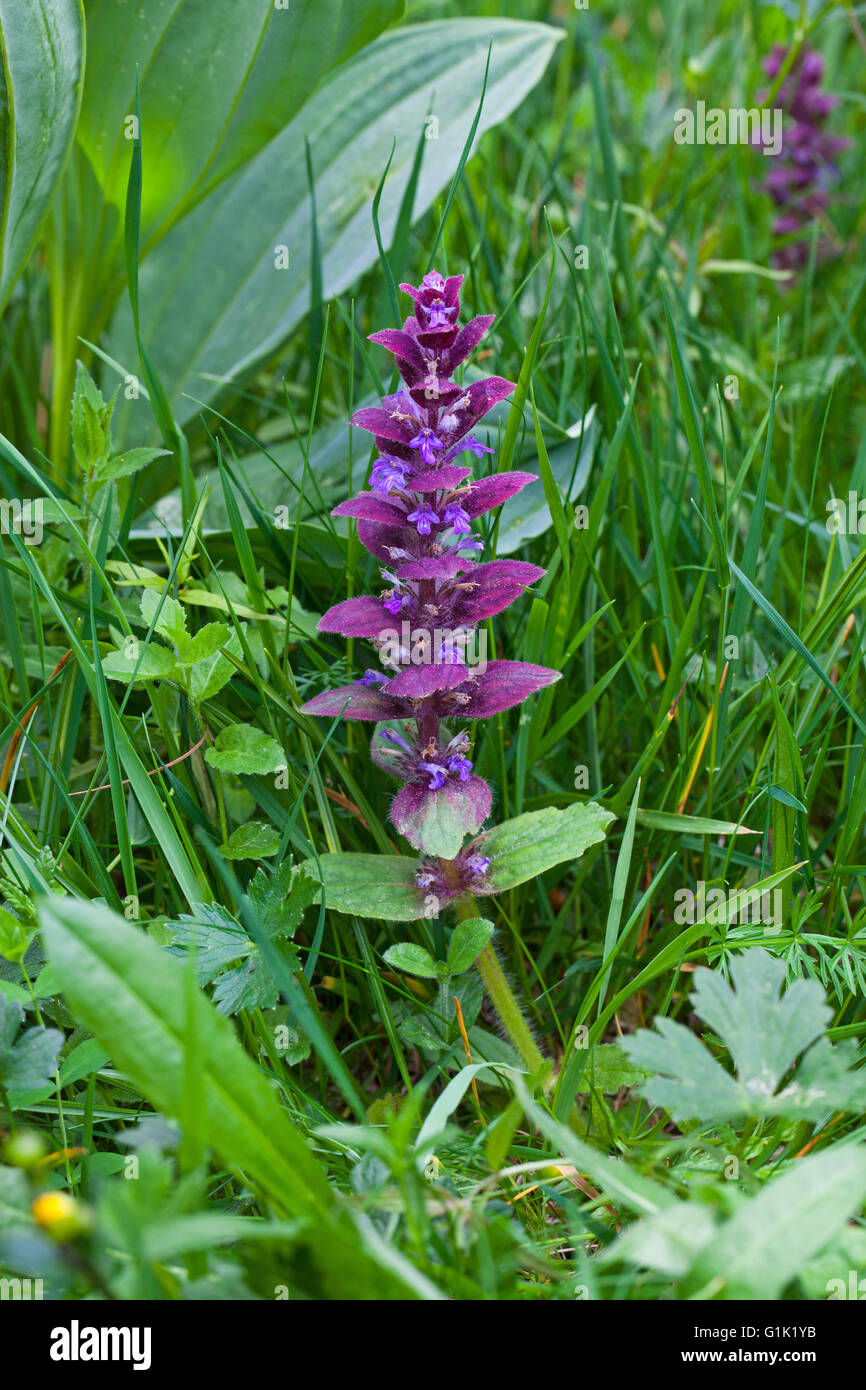 Pyramidal bugle Ajuga pyramidalis Hauts Plateaux Reserve Vercors ...