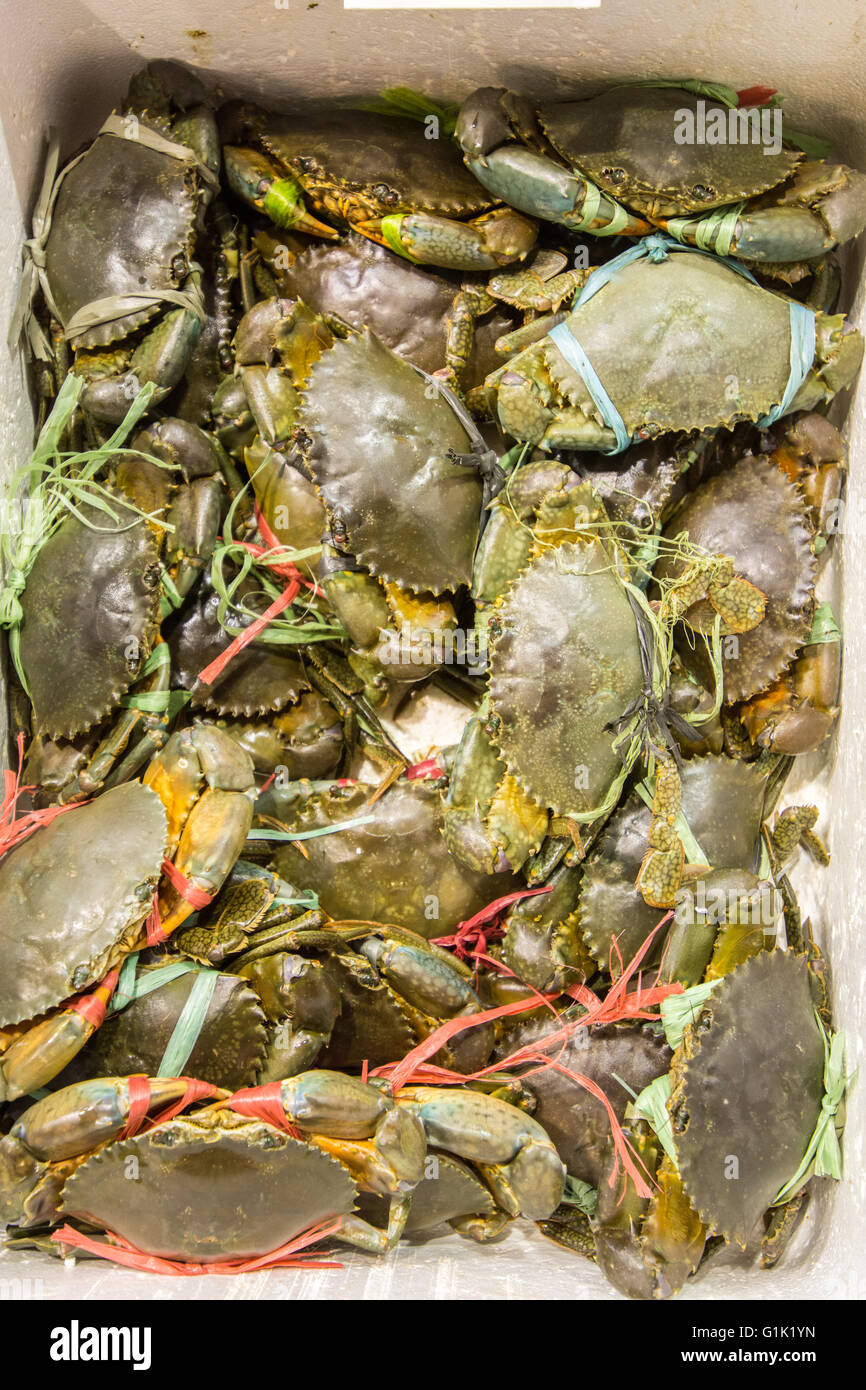 Green crabs hi-res stock photography and images - Alamy