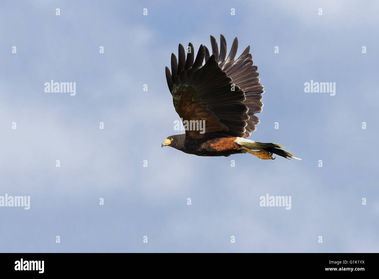 Harris Hawk flying by Stock Photo - Alamy