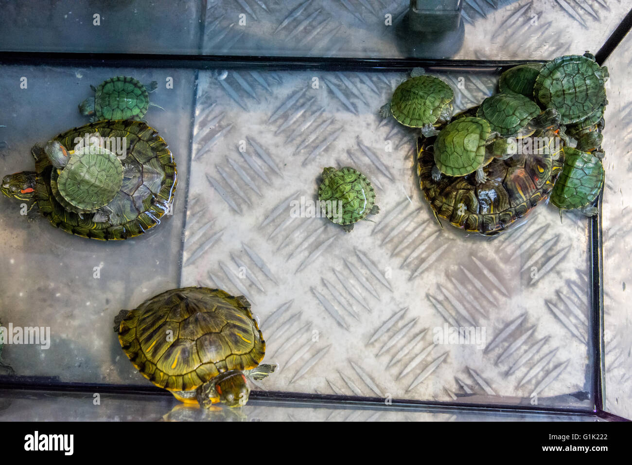 Family of Turtles Stock Photo - Alamy