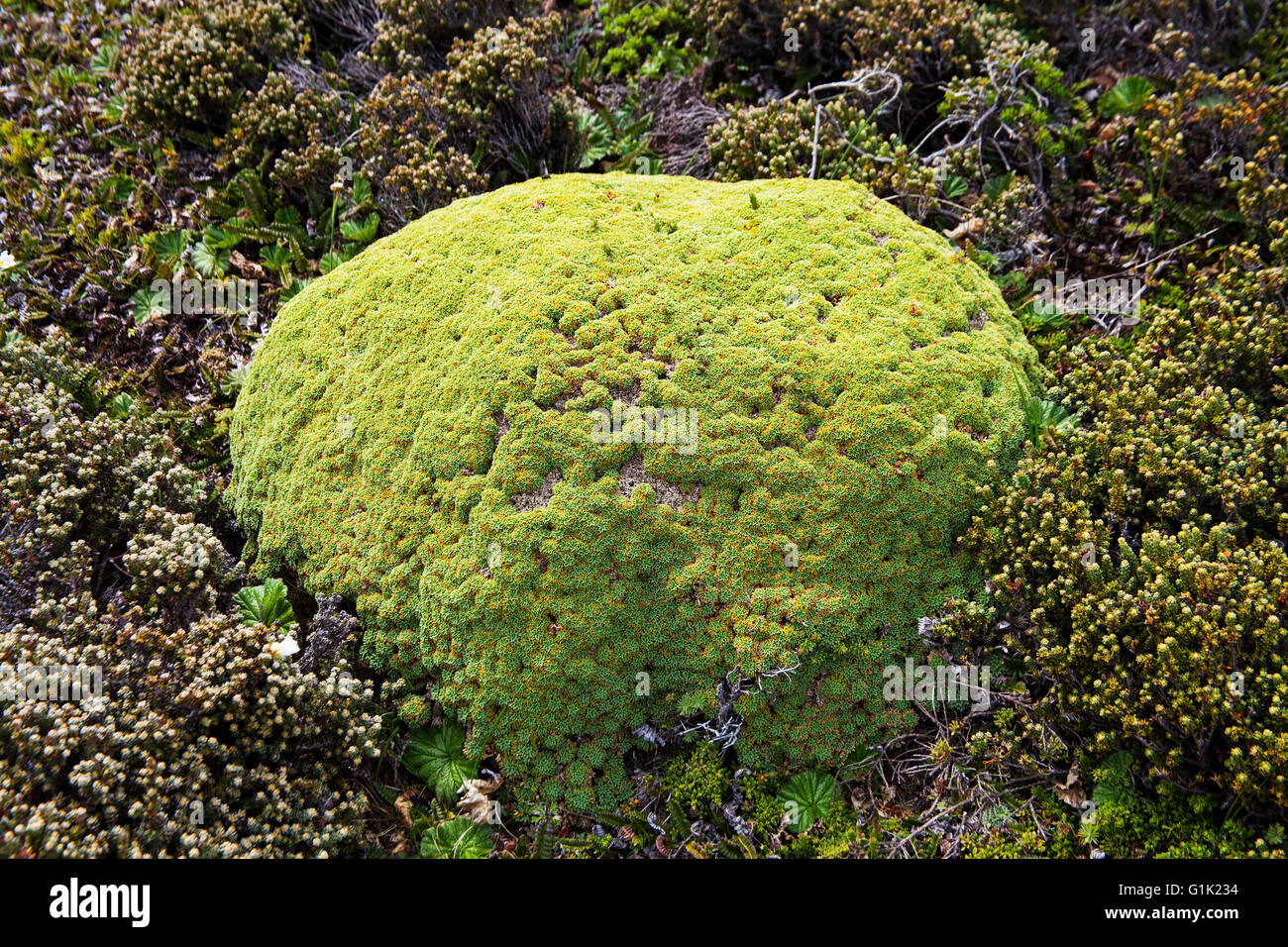 Bolax hi-res stock photography and images - Alamy