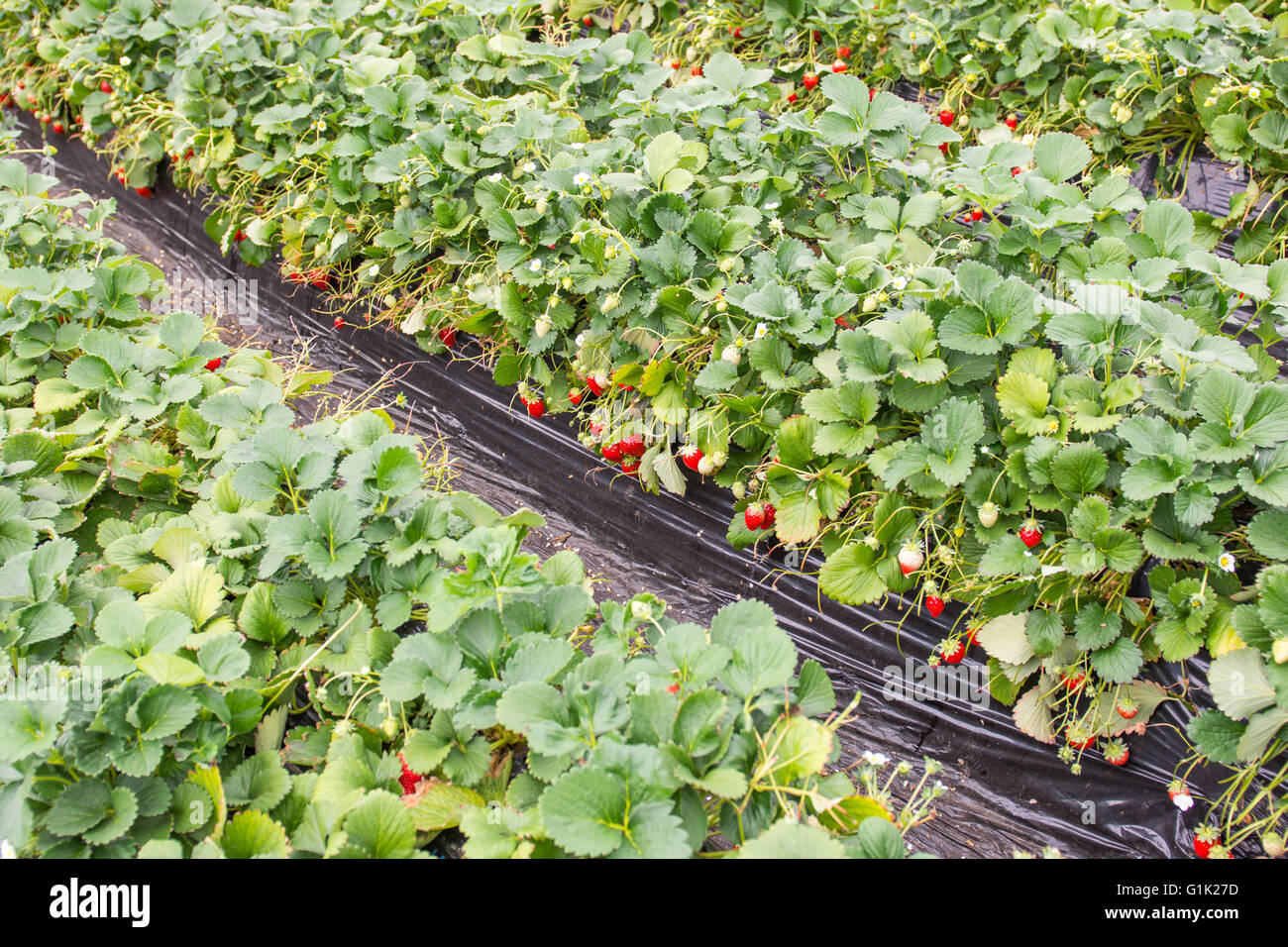 Rows of strawberry plants growing undercover Stock Photo - Alamy