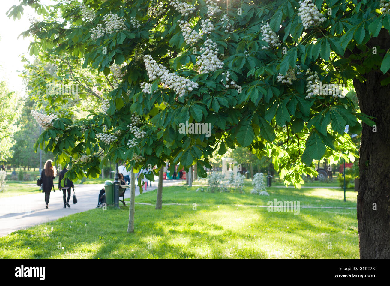 Blooming chestnut tree Stock Photo - Alamy