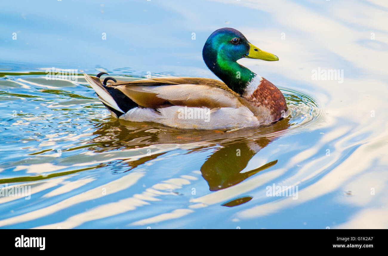 Duck in water with blue sky reflection and ripples Stock Photo - Alamy