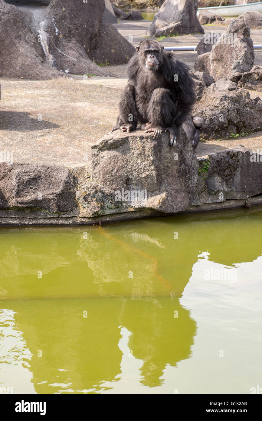 Chimpanzee look hi-res stock photography and images - Alamy