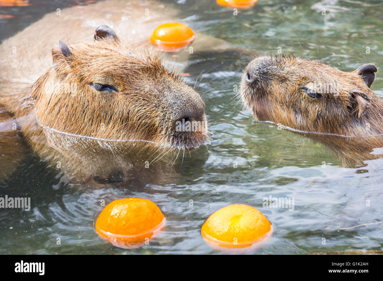 Capybara in zoo Stock Photo - Alamy