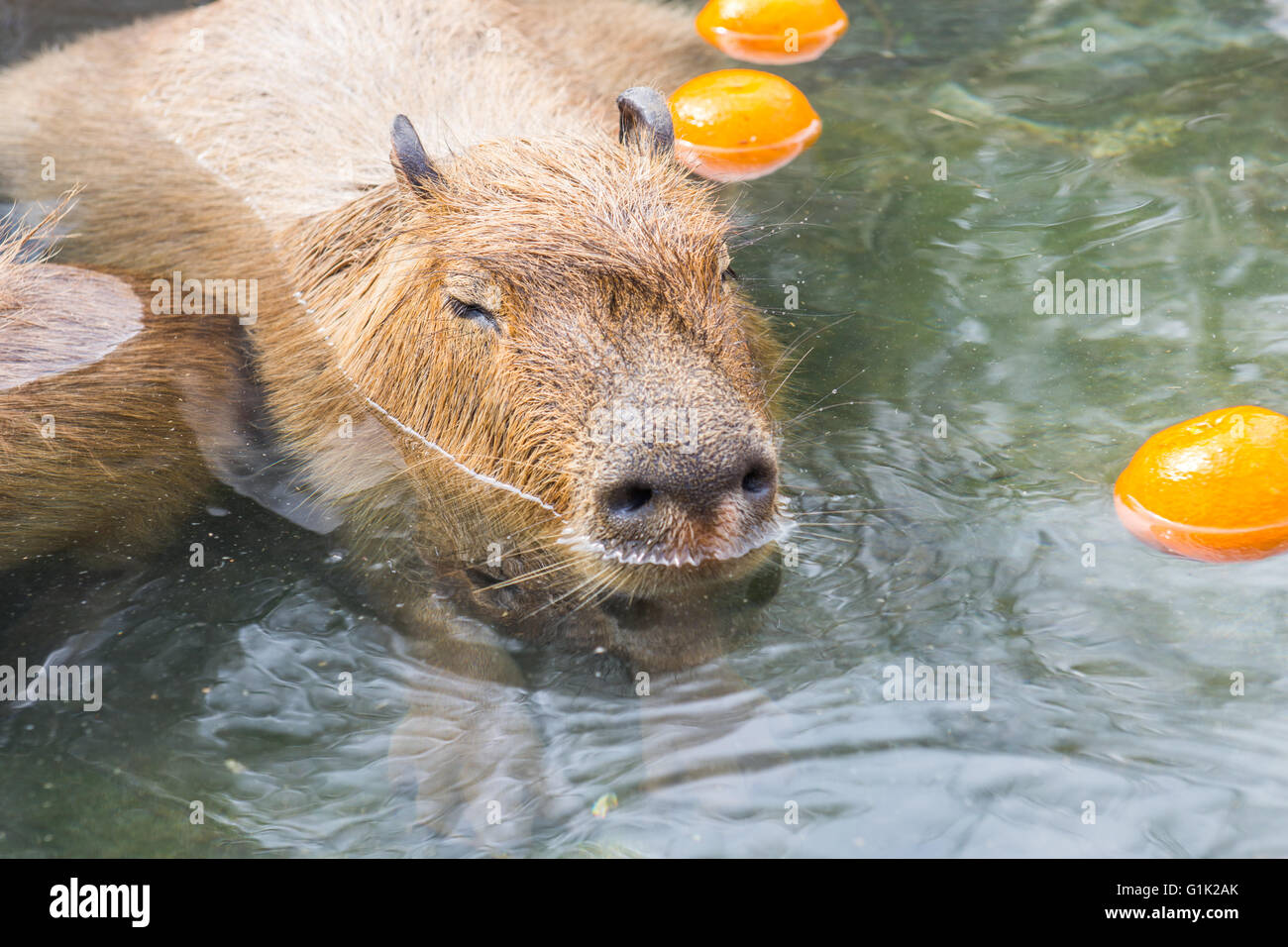 Capybara in zoo Stock Photo - Alamy