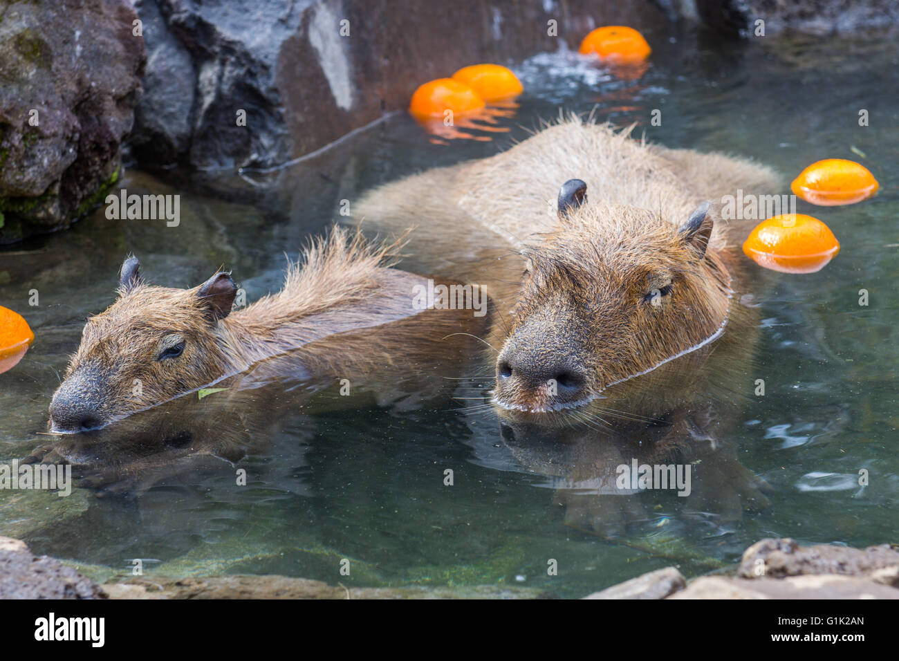Capybara in zoo Stock Photo - Alamy