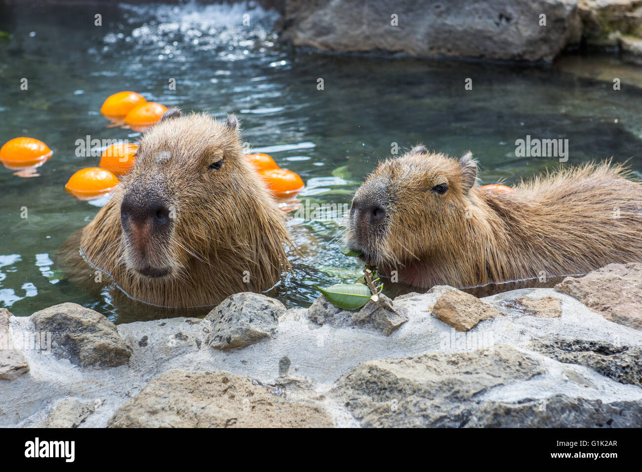 Capybara in zoo Stock Photo - Alamy